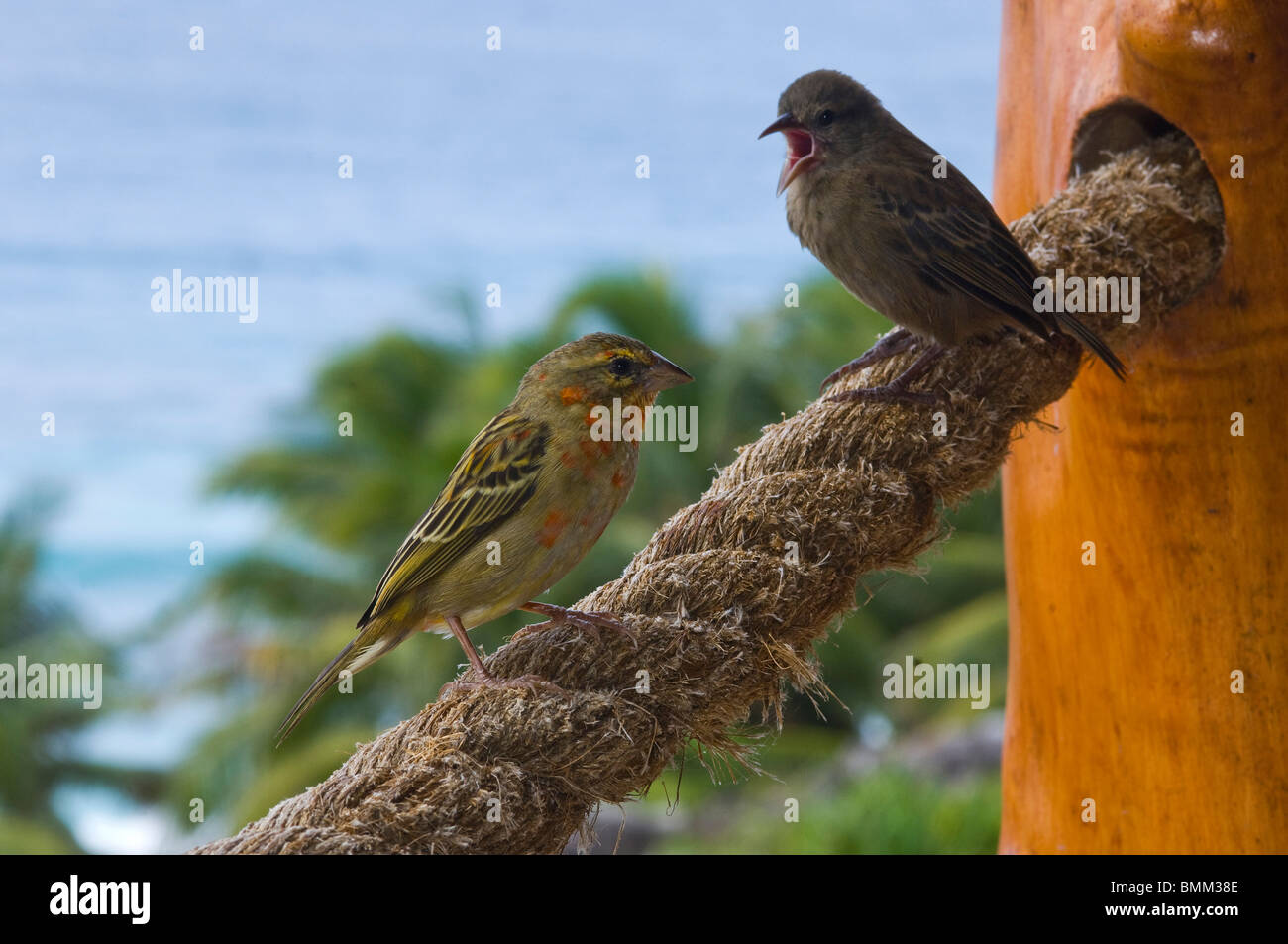 Birds on Fregate Island Stock Photo - Alamy