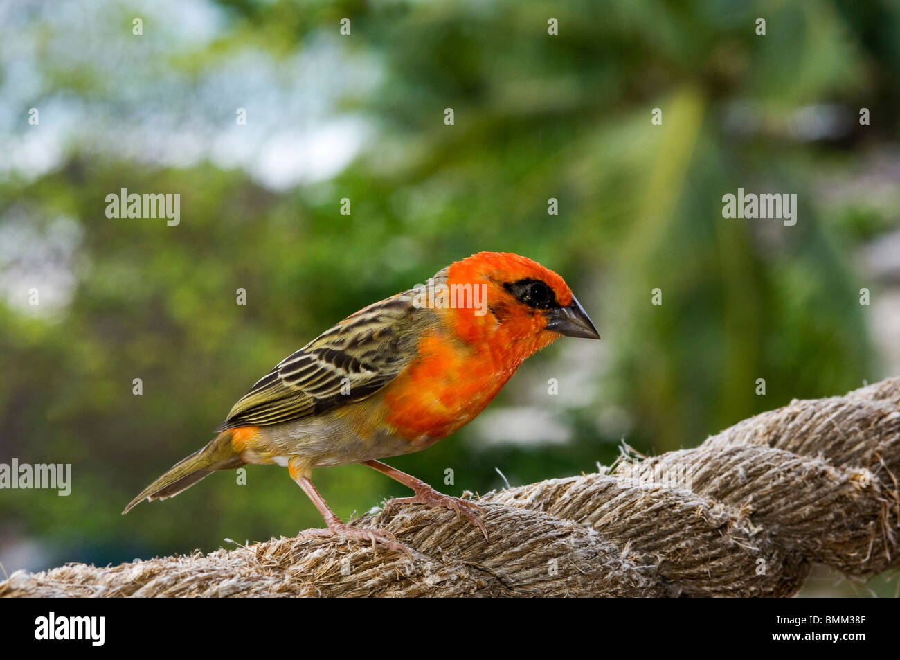 Birds on Fregate Island Stock Photo - Alamy