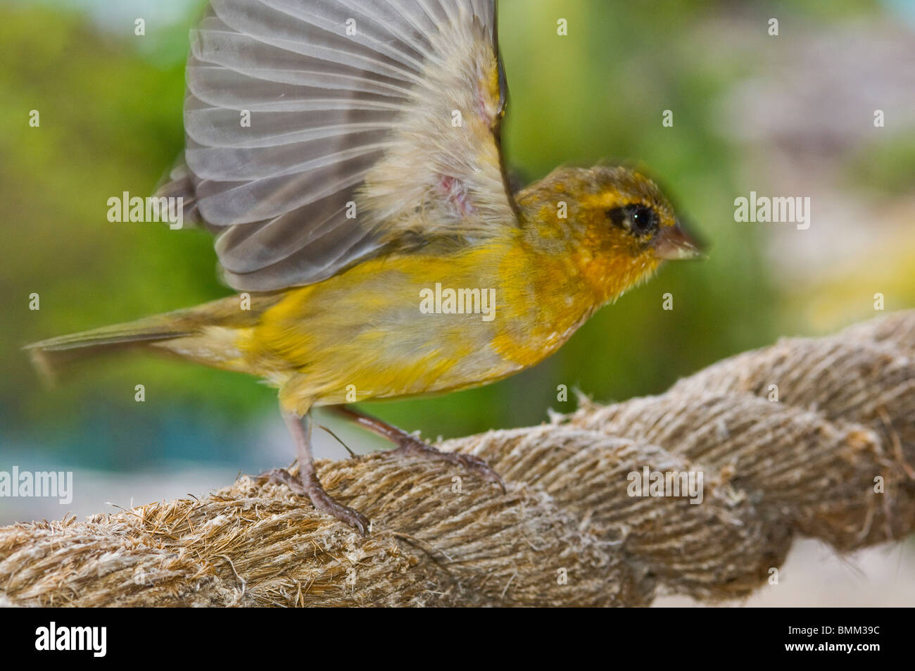 Birds on Fregate Island Stock Photo - Alamy