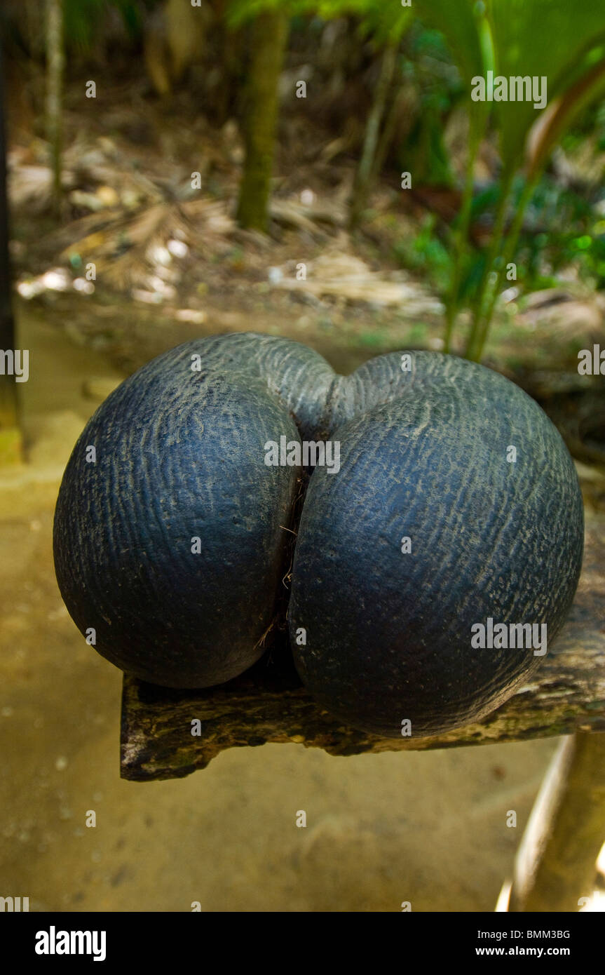 Coco de mer seed hi-res stock photography and images - Alamy