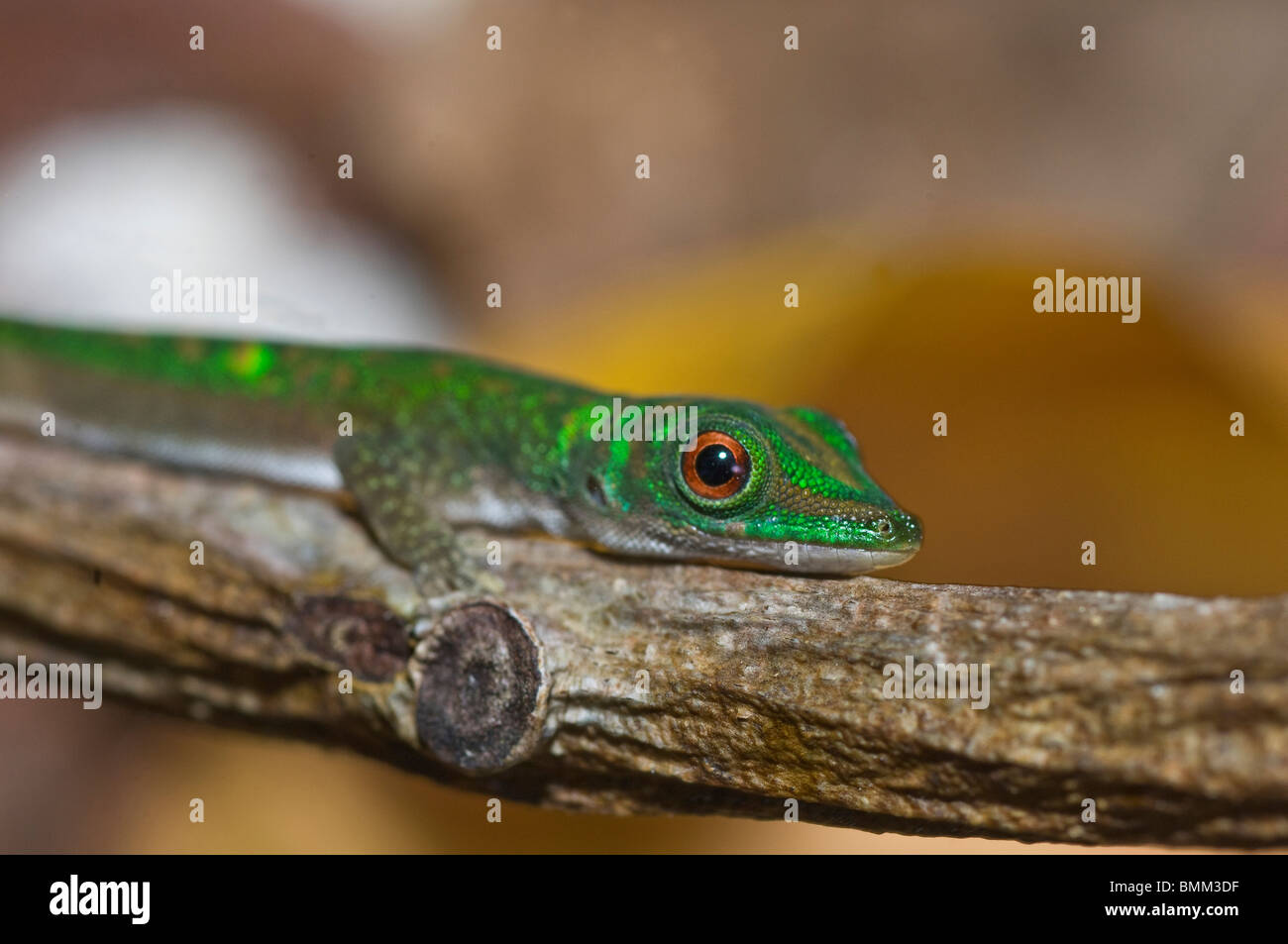 Gecko at the La Digue Island Stock Photo - Alamy