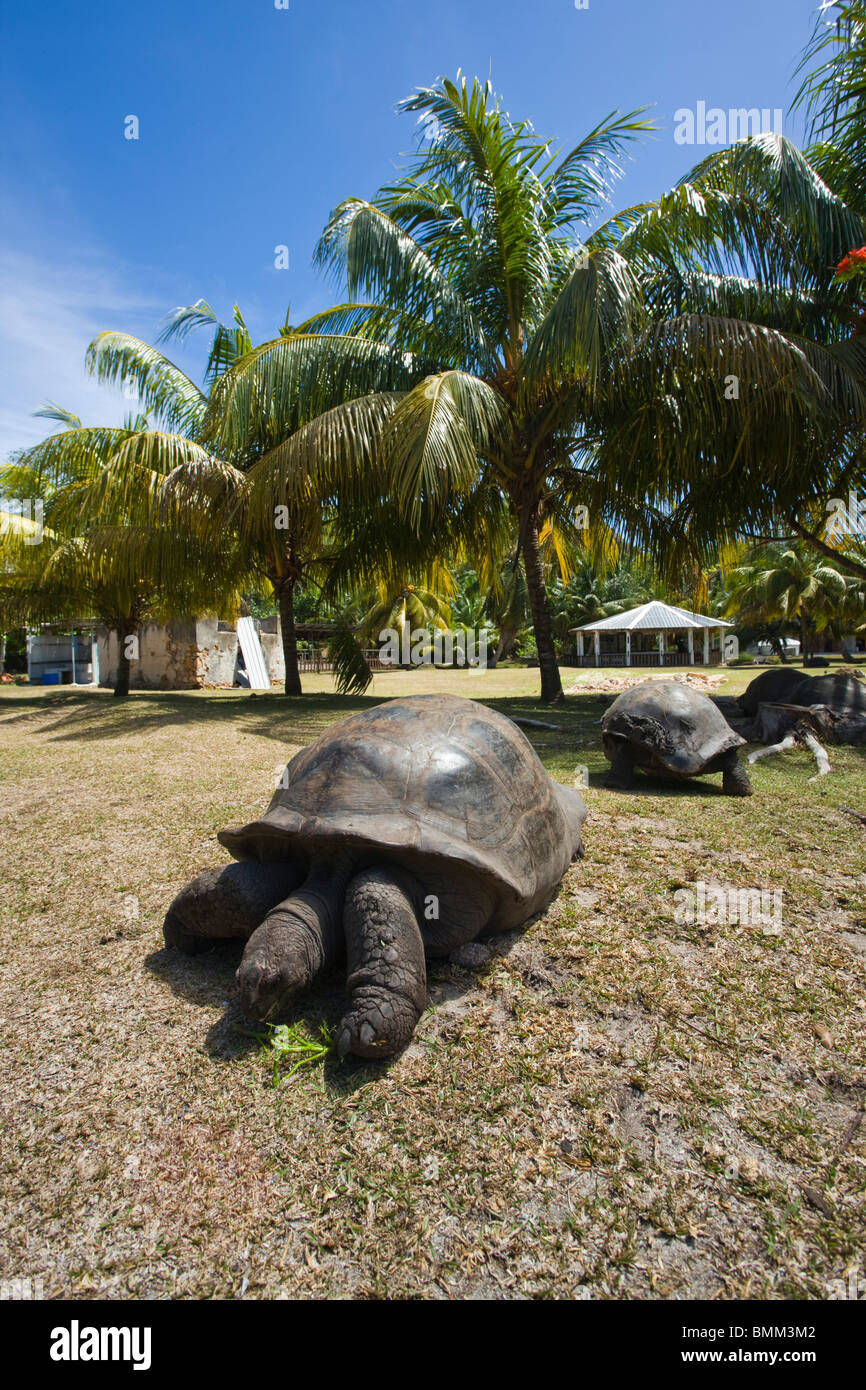 Seychelles, Curieuse Island, Giant Tortoise Farm, Aldabra Giant ...