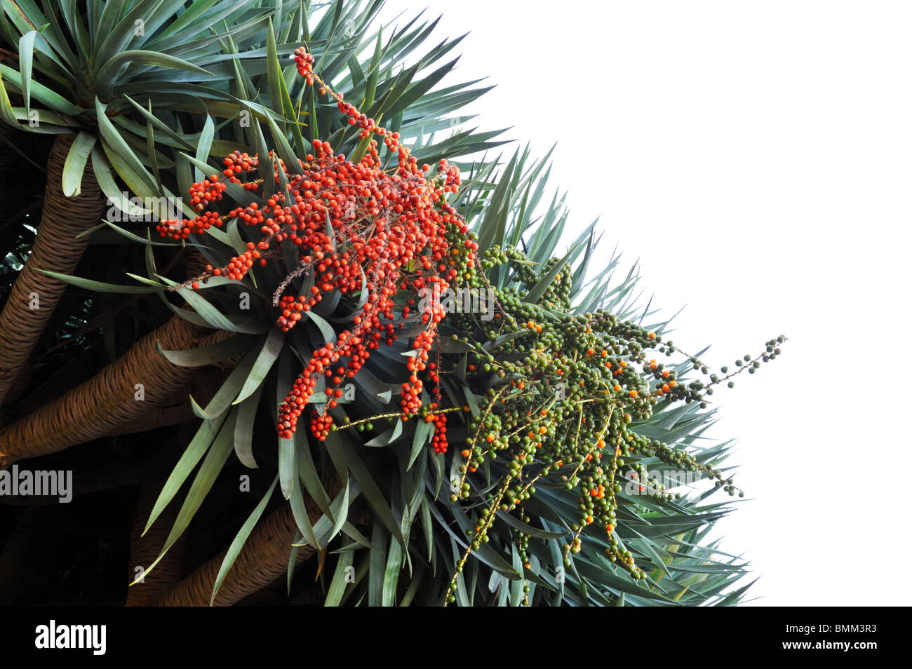 Flora of Madeira - Dragon tree, Dracaena draco Stock Photo - Alamy
