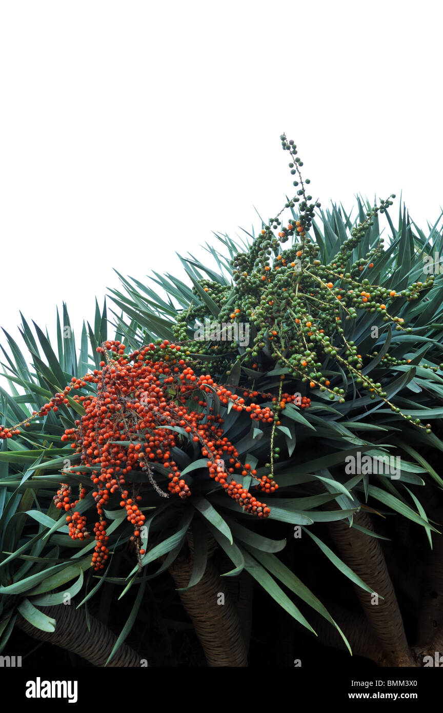 Flora of Madeira - Dragon tree, Dracaena draco Stock Photo - Alamy