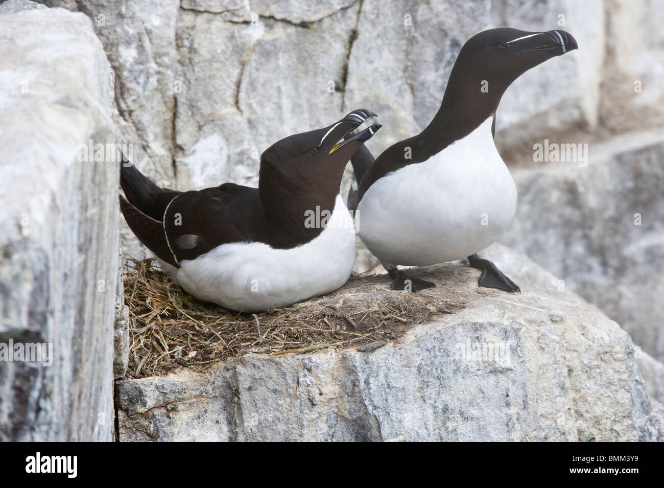 The Razorbill (Alca torda) pair at nest bonding behaviour Farne Islands ...