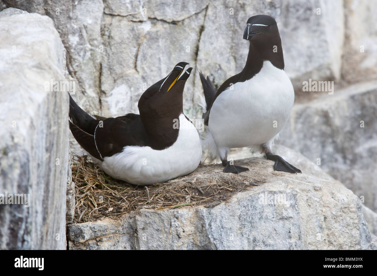 Razorbill nest High Resolution Stock Photography and Images - Alamy