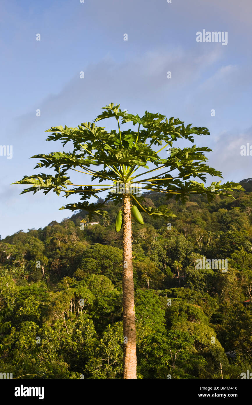 Seychelles, Mahe Island, Jackfruit tree, artocarpus heterophyllus Stock ...