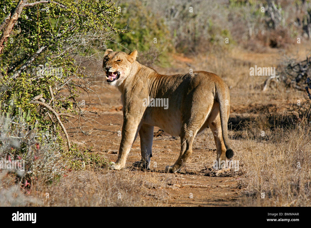Kwandwe reserve hi-res stock photography and images - Alamy