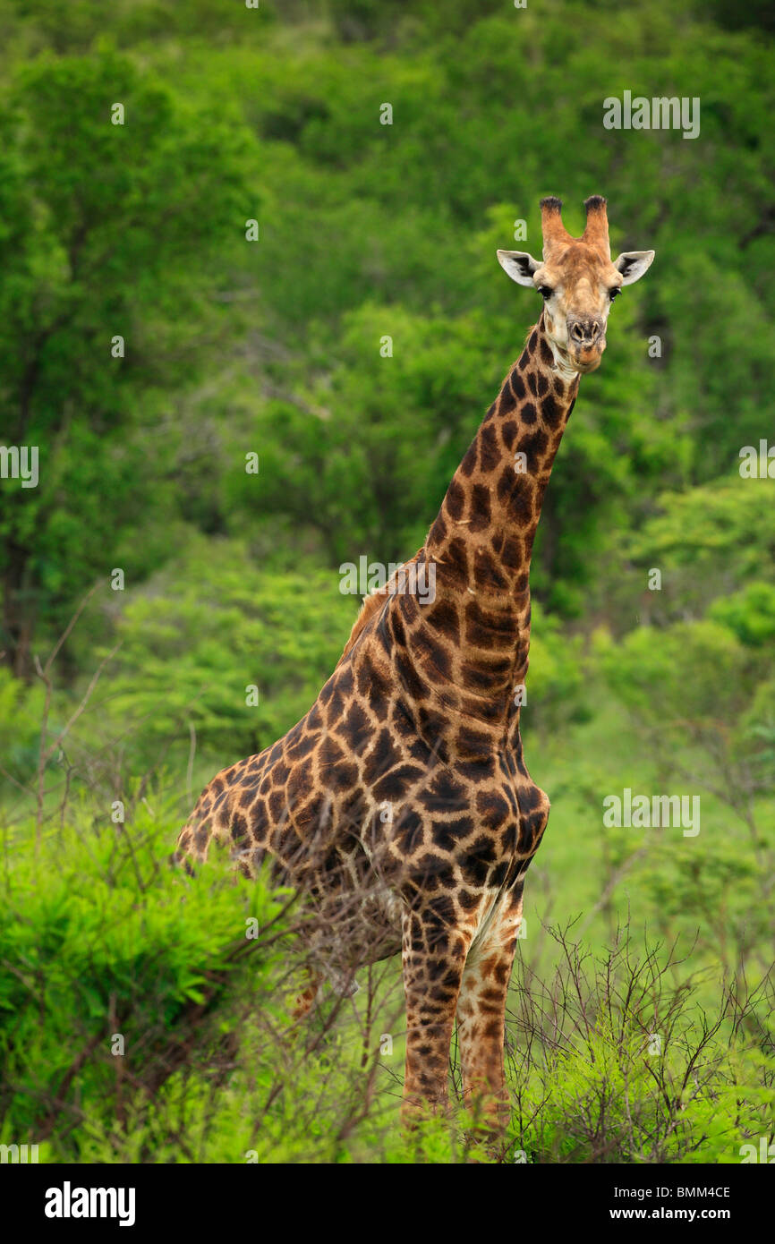 Bull Giraffe, Giraffa camelopardalis, Hluhulwe Game Reserve, South ...