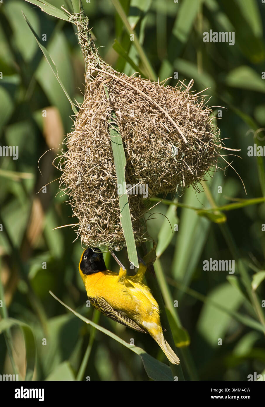 Lesser Masked Weaver building nest, Ploceus intermedius, Nsumo Pan ...