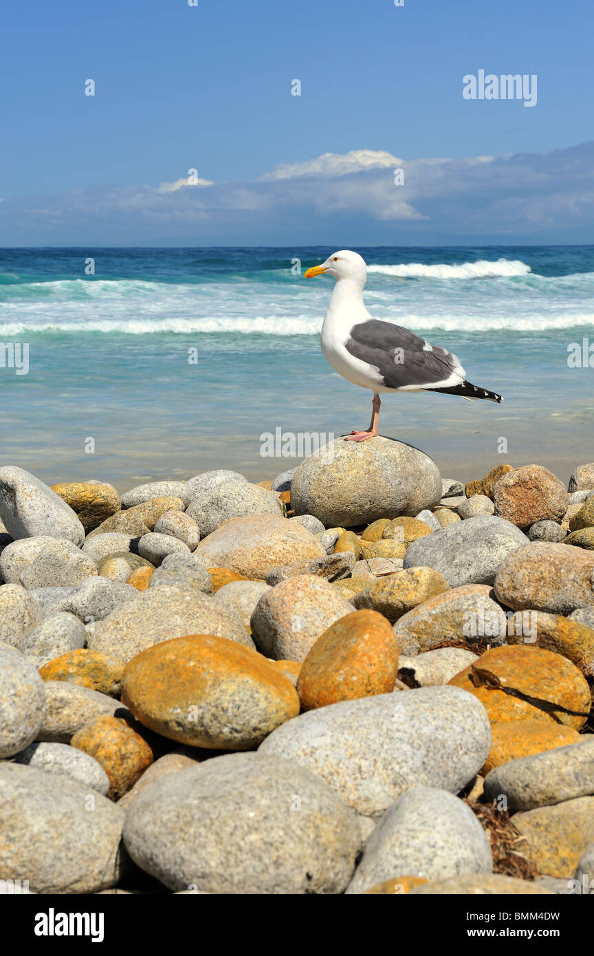 Western gull (laurus occidentalis) on California beach with ocean waves ...
