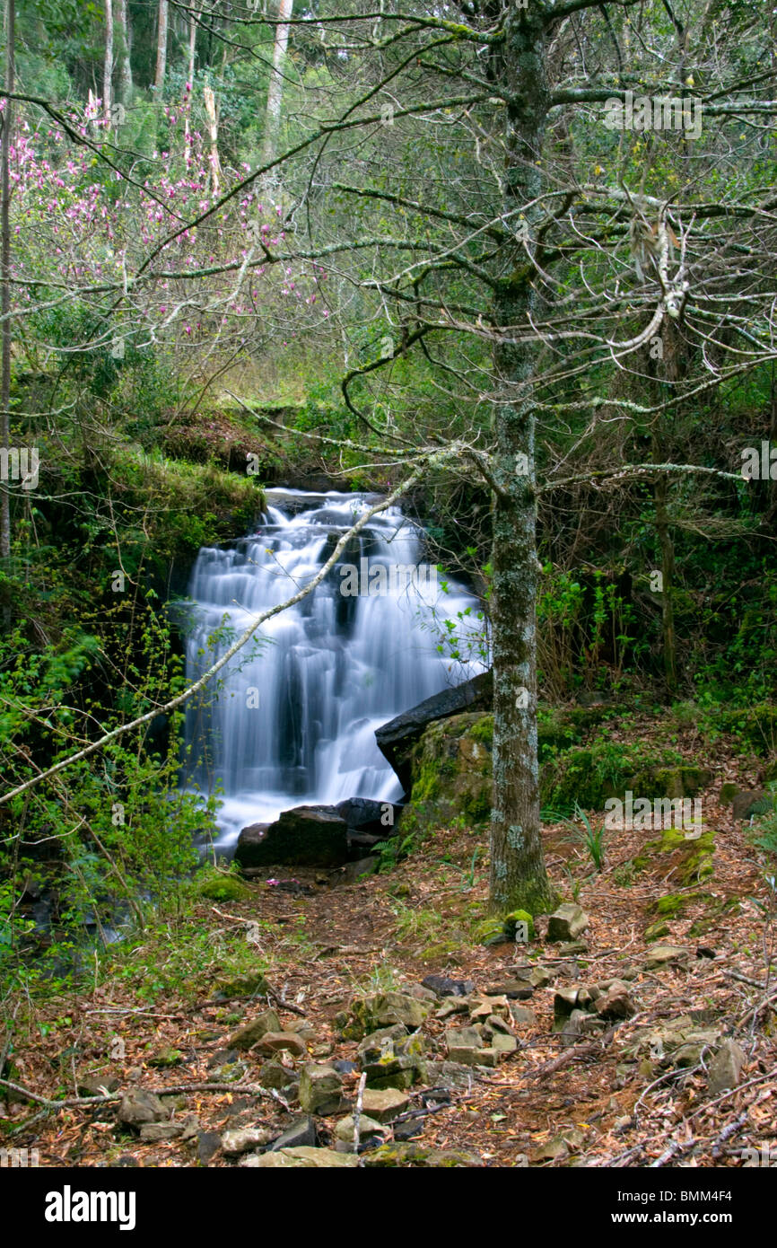 Hogsback, Eastern Cape, Amatole Mountains, South Africa. Hiking to the ...