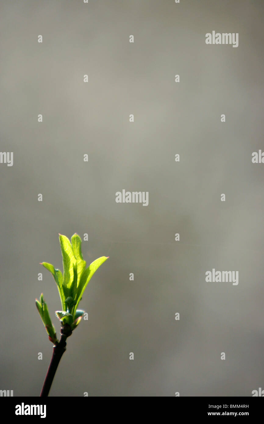 Green shoots economy hi-res stock photography and images - Alamy