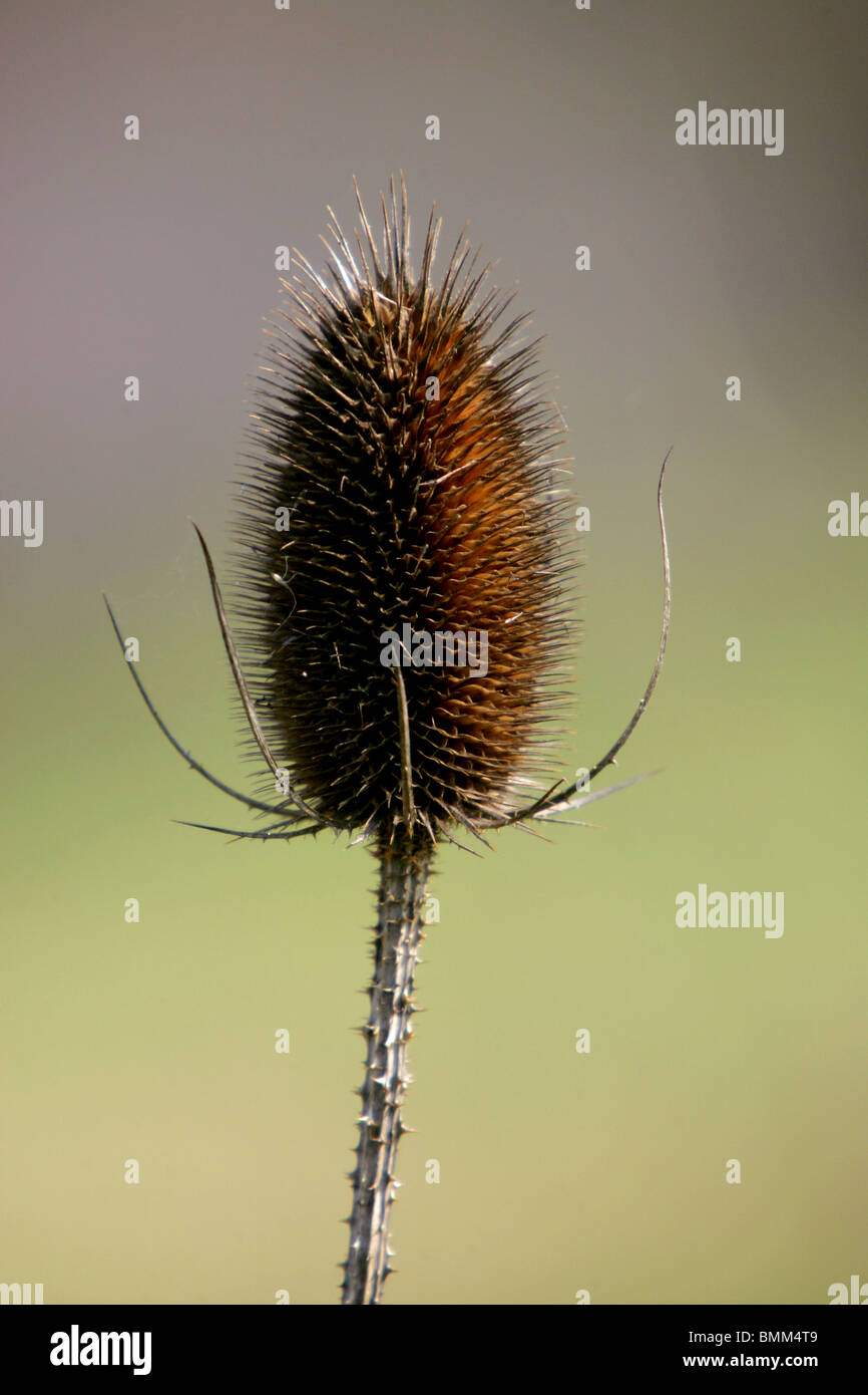 Teasel flower heads hi-res stock photography and images - Alamy