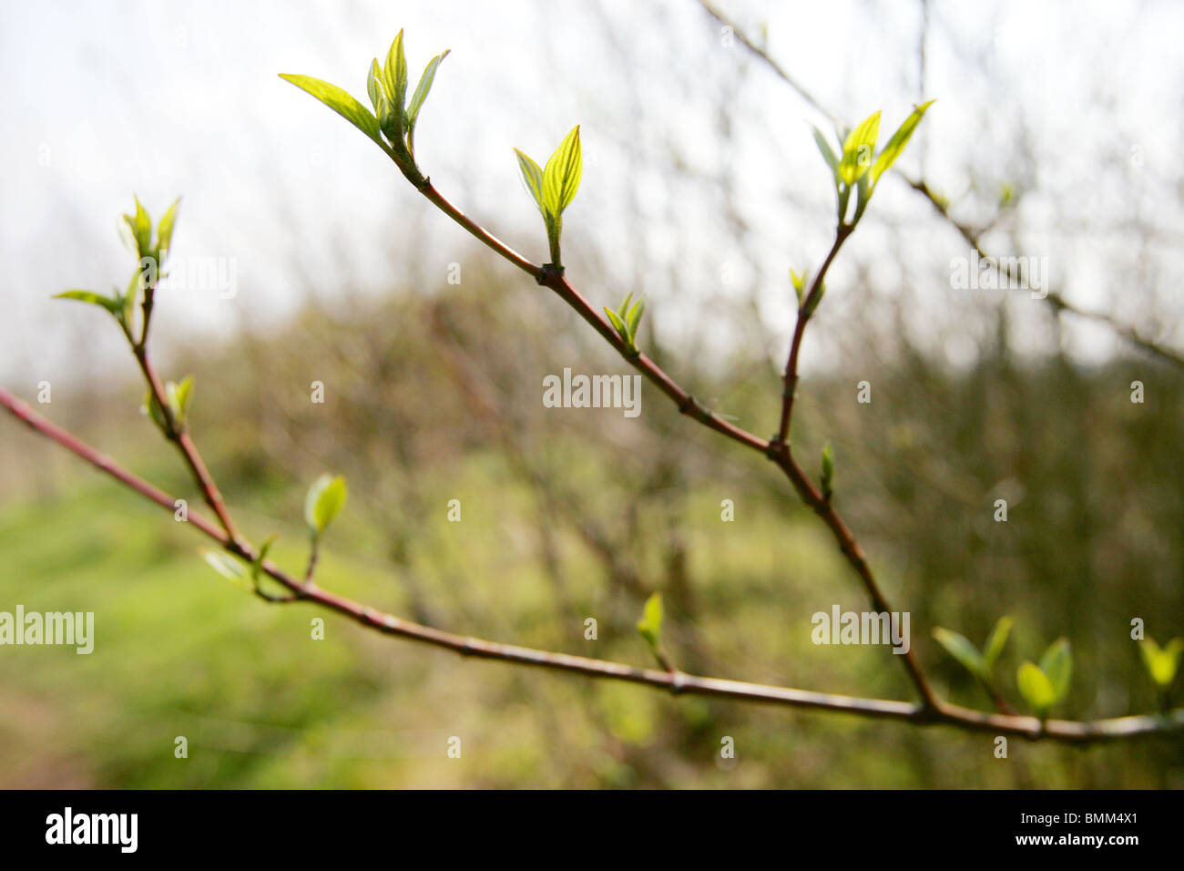 Developing shoots hi-res stock photography and images - Alamy