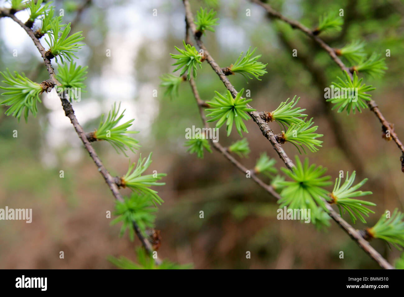 A pine tree growing new leaves Stock Photo - Alamy