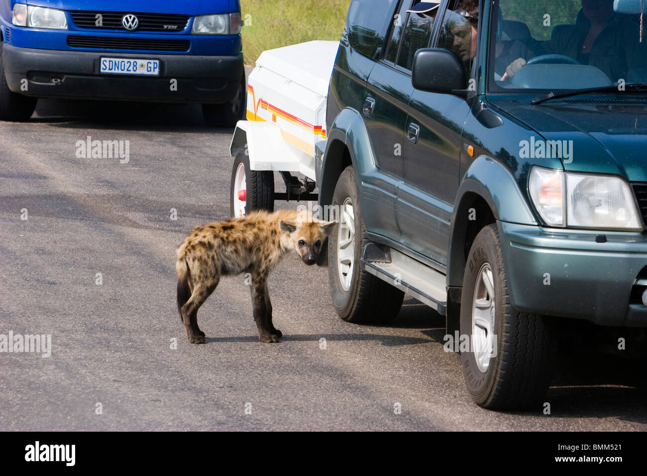 South Africa, Hyena approching cars in Kruger National Park Stock Photo ...