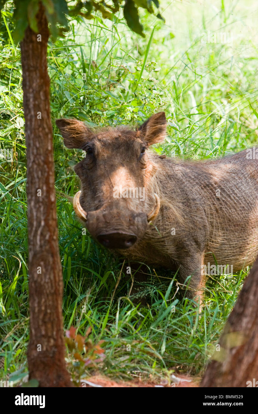 South Africa, Warthog in Kruger National Park Stock Photo - Alamy