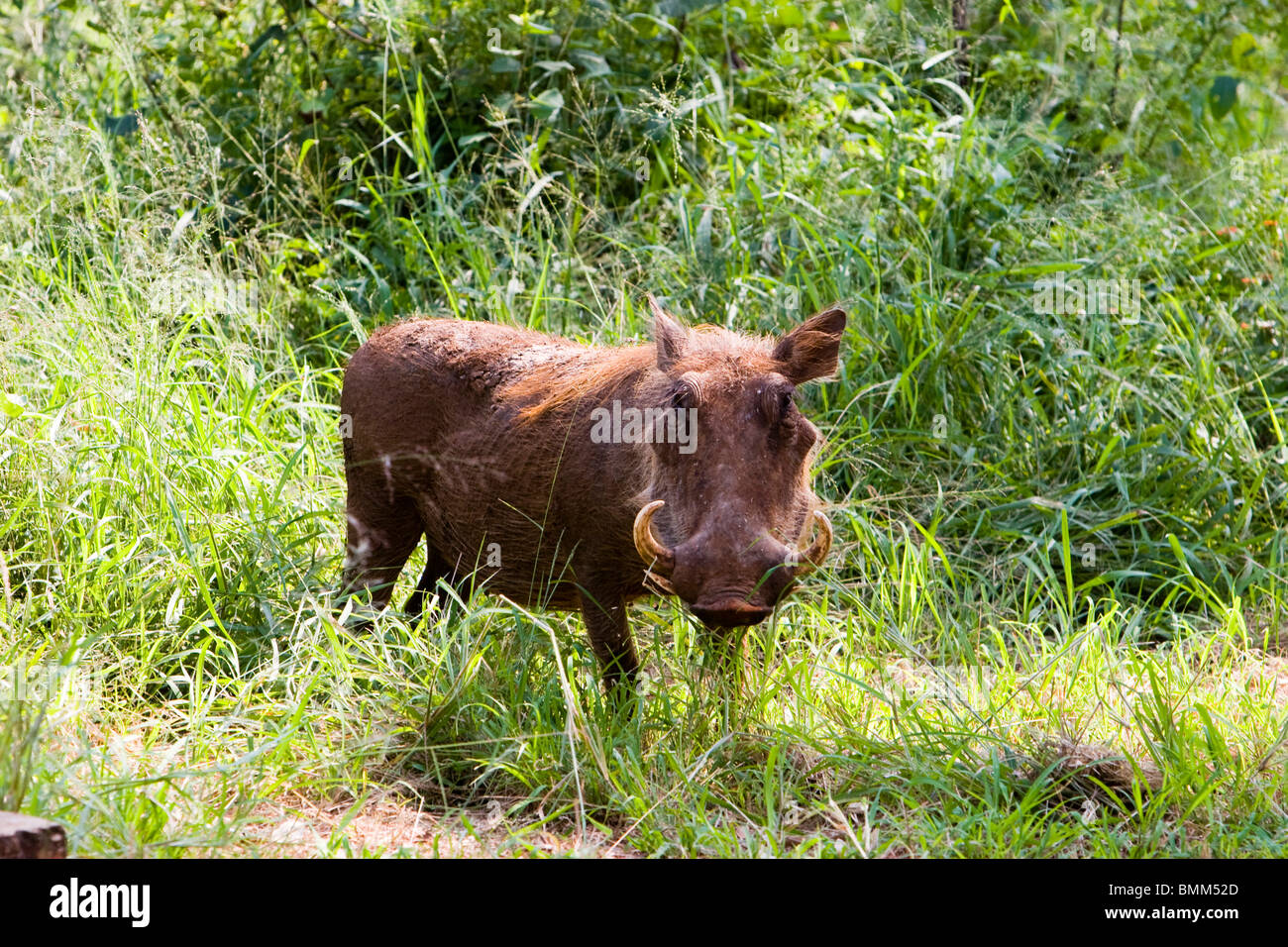 South Africa, Warthog in Kruger National Park Stock Photo - Alamy