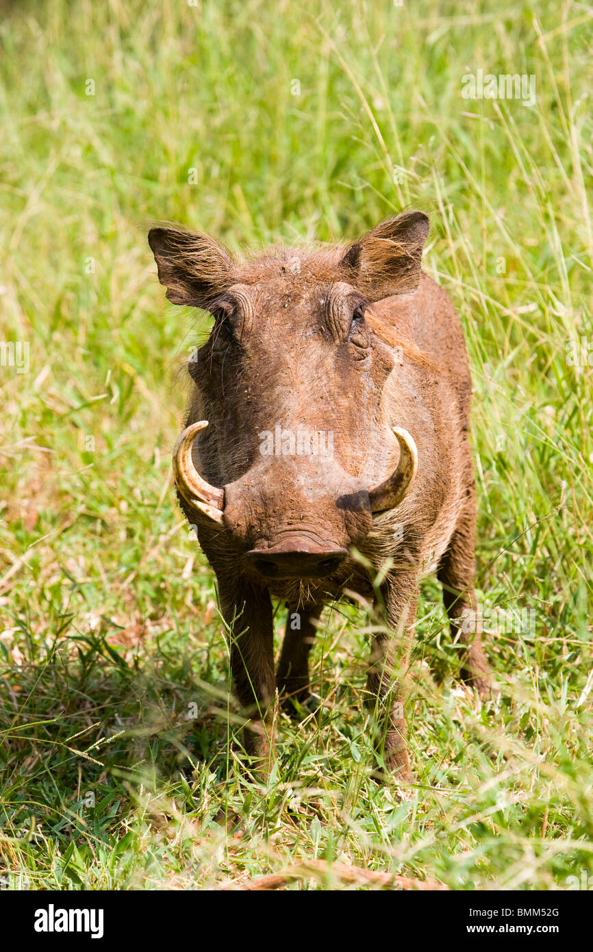 South Africa, Warthog in Kruger National Park Stock Photo - Alamy