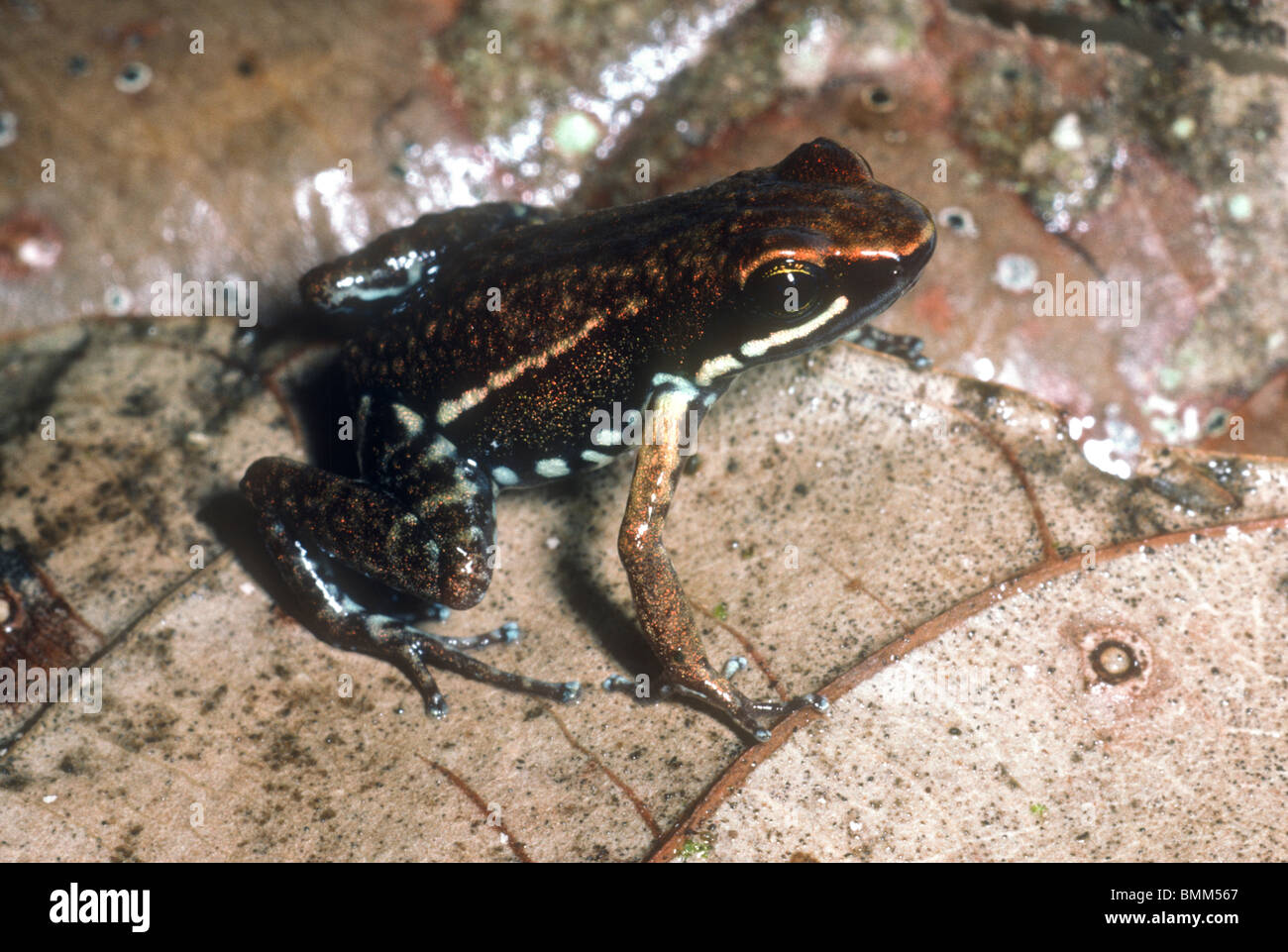 Rio palenque hi-res stock photography and images - Alamy