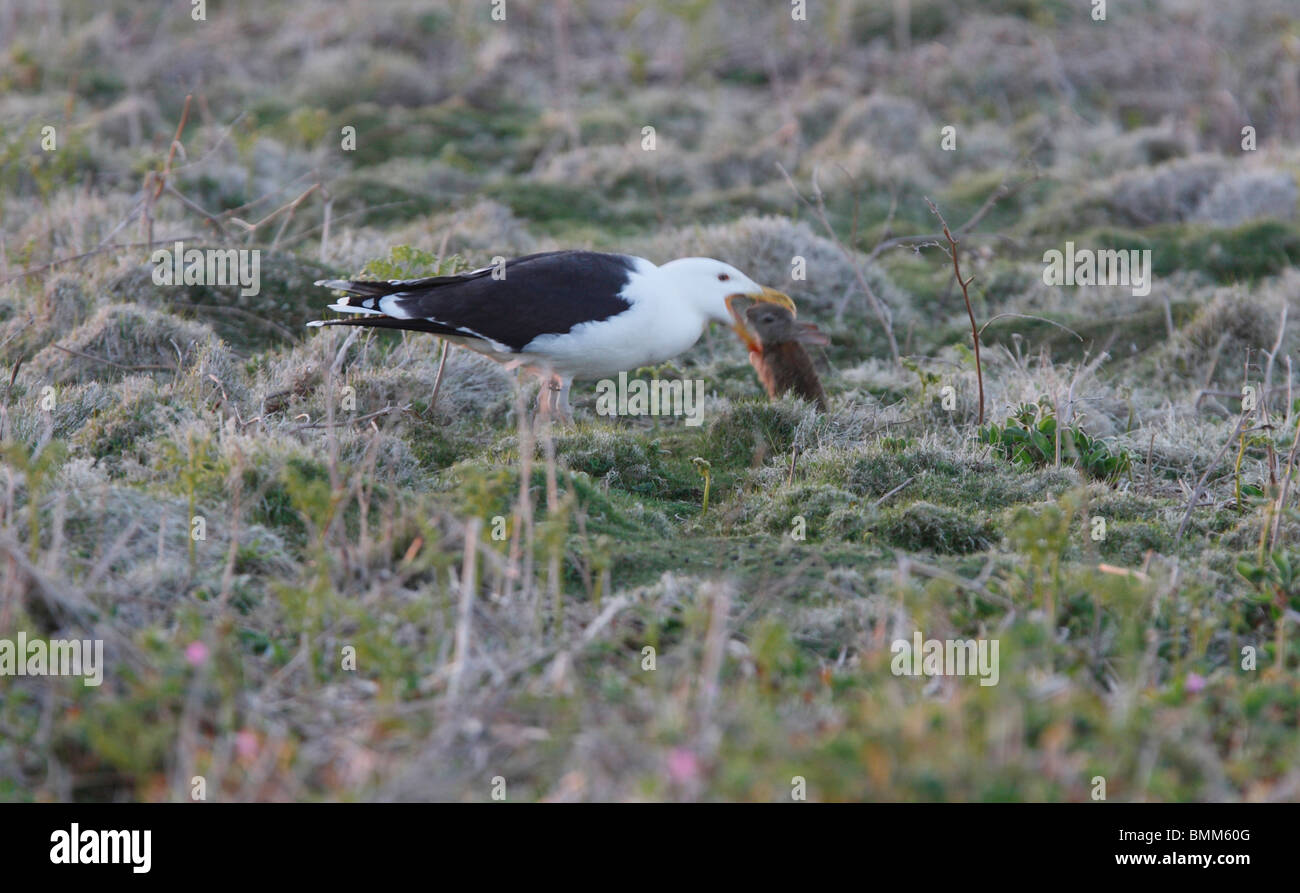 Swallowing food hi-res stock photography and images - Alamy