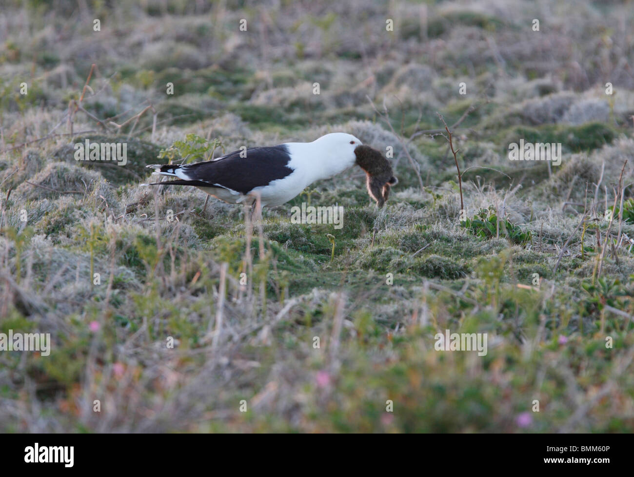 Swallowing whole hi-res stock photography and images - Alamy