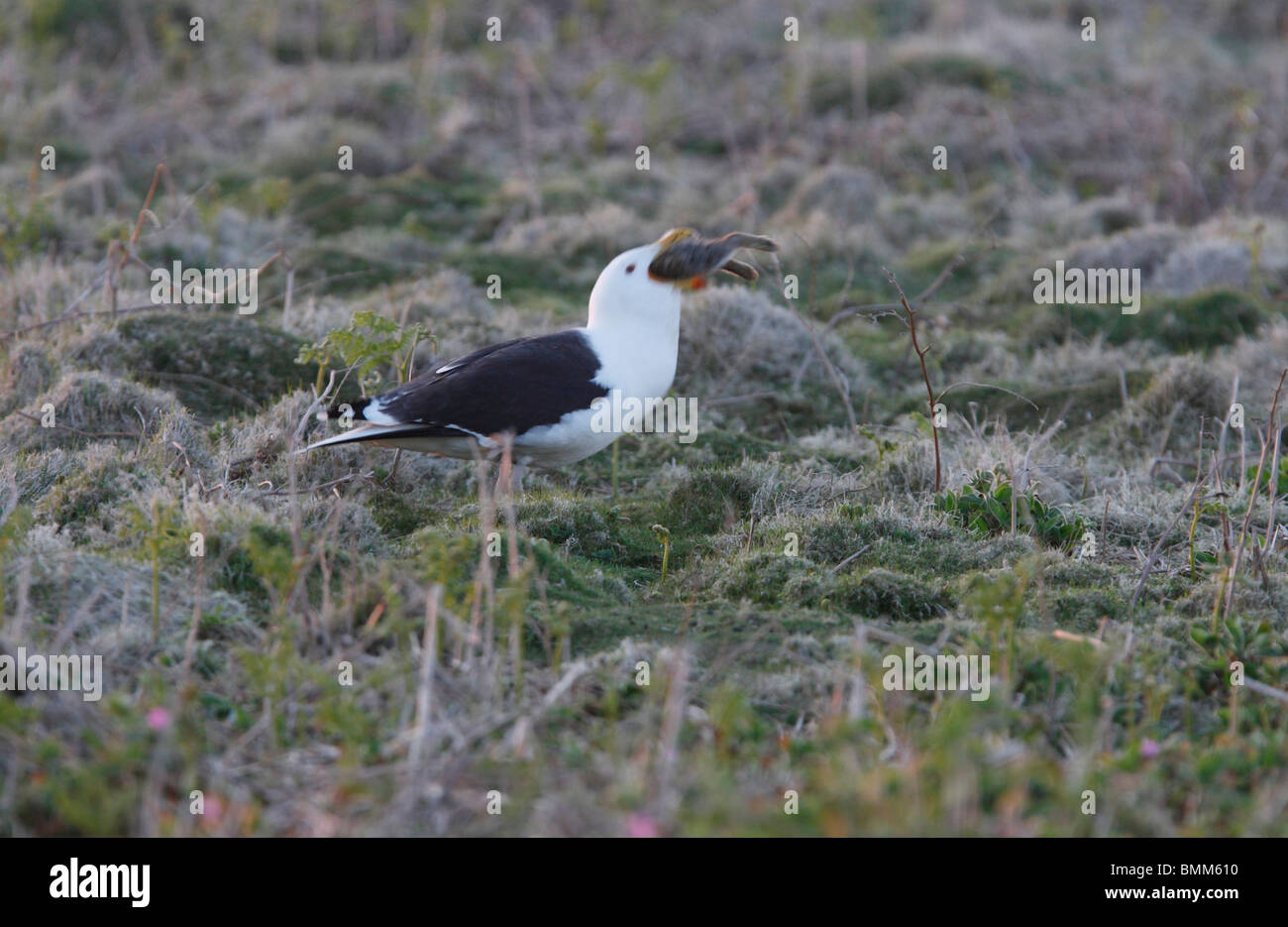 Blacked backed hi-res stock photography and images - Alamy