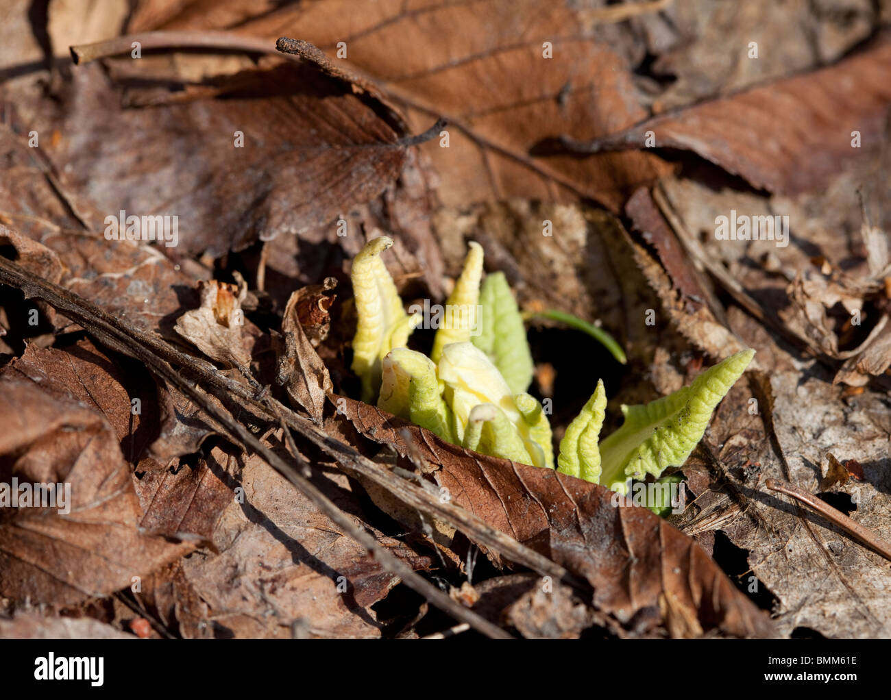 Fresh new green leaves rising through layer of old dead brown leaves at ...