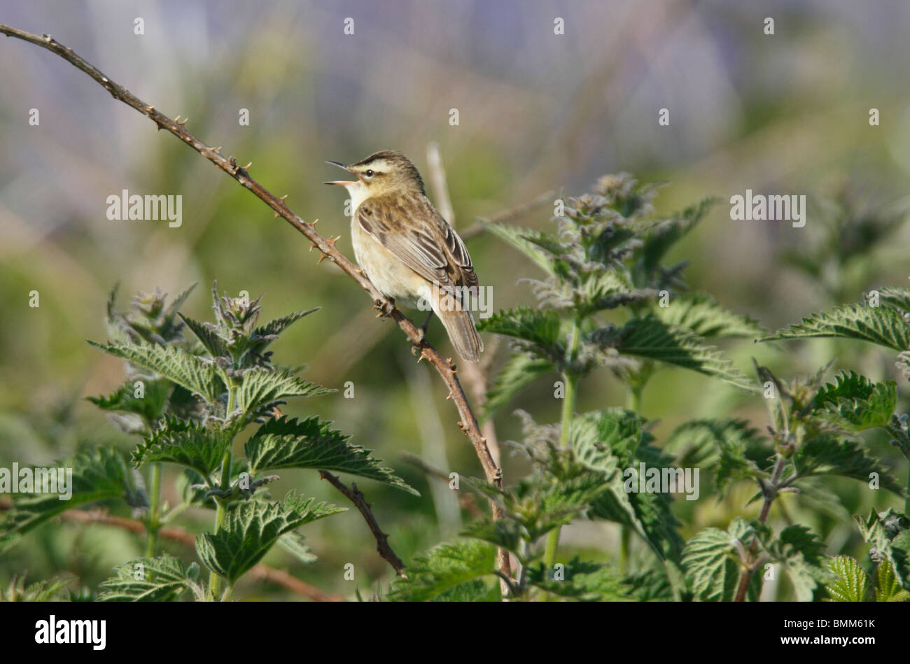 Sedge Warbler singing on bramble stem Stock Photo - Alamy