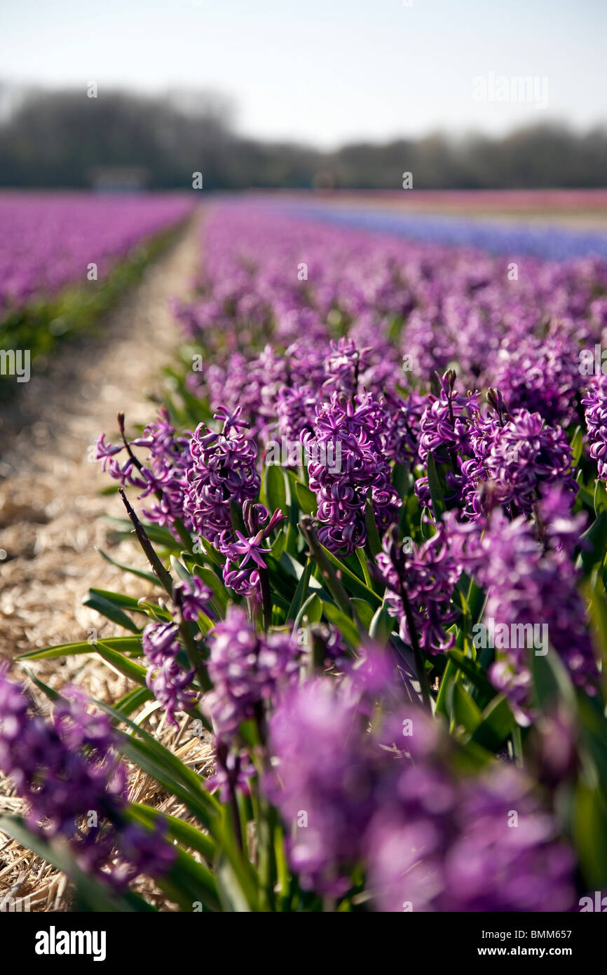 Hyacinths growing in field in Holland Stock Photo - Alamy