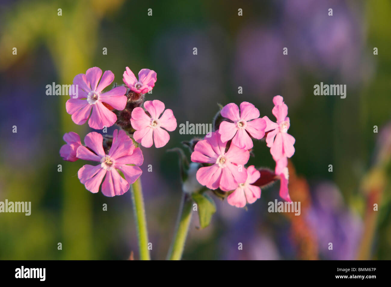 Red Campion flowers Stock Photo - Alamy