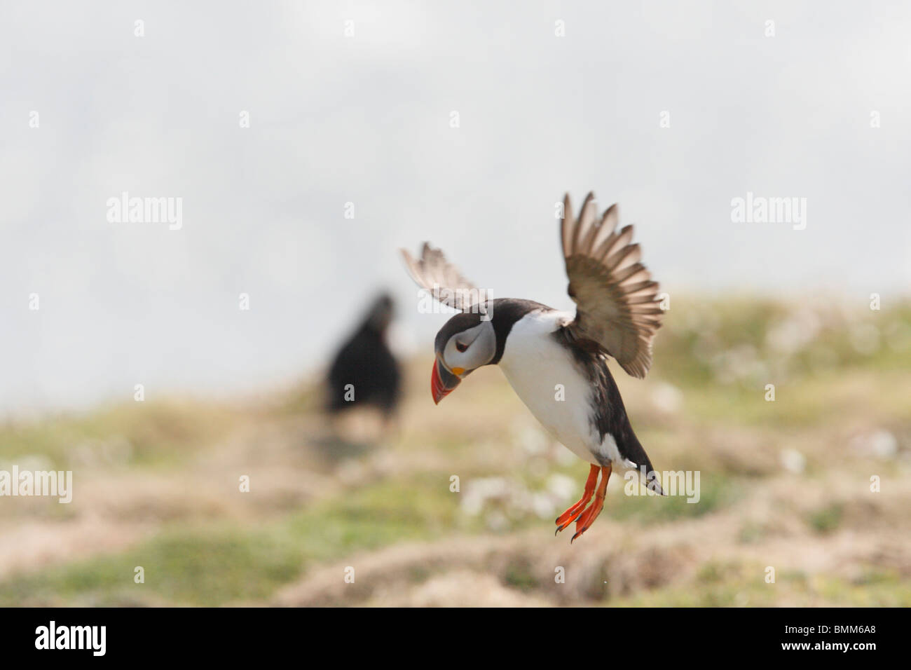 Atlantic Puffin in flight Stock Photo - Alamy