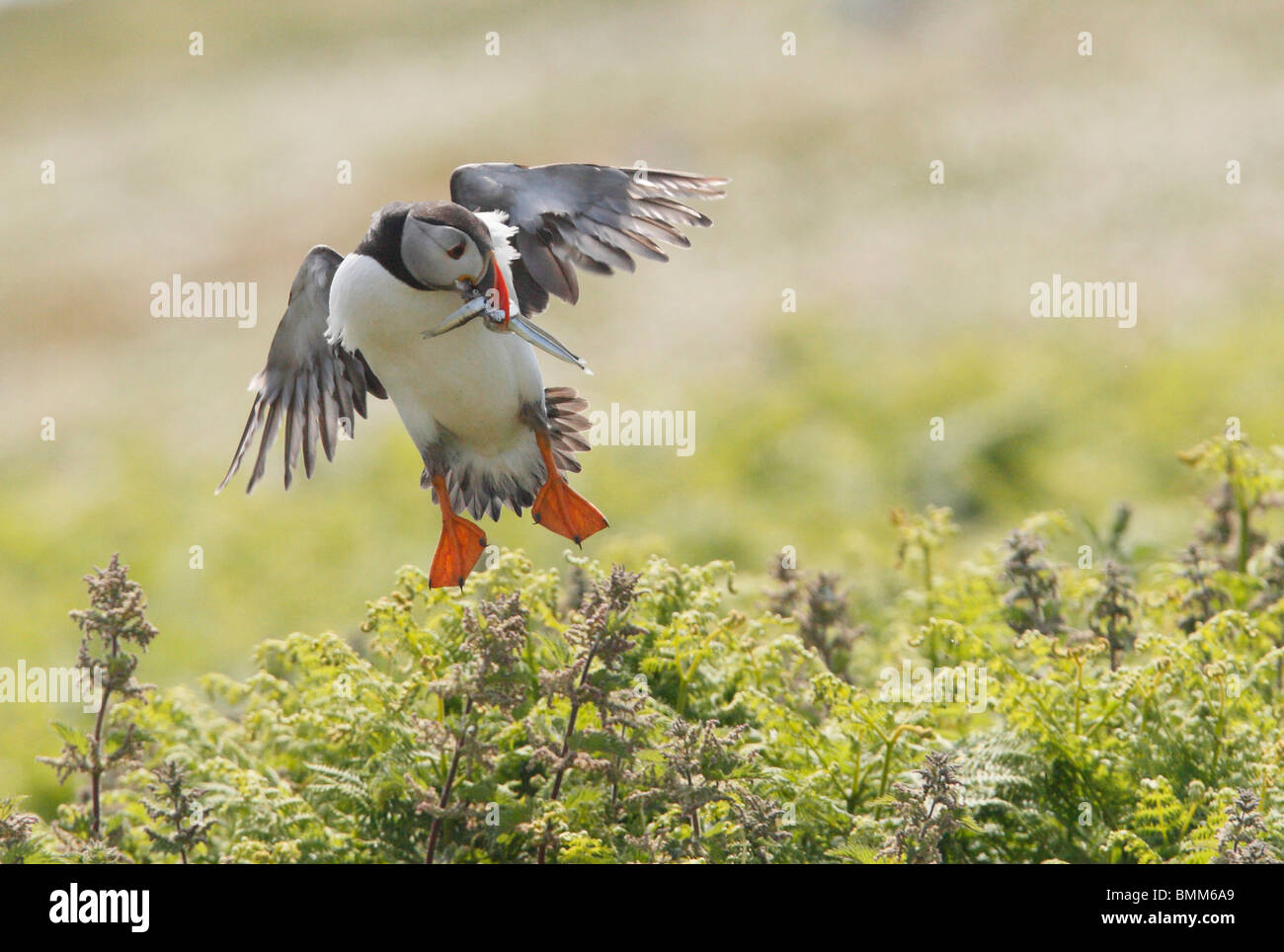 Atlantic Puffin in flight Stock Photo - Alamy