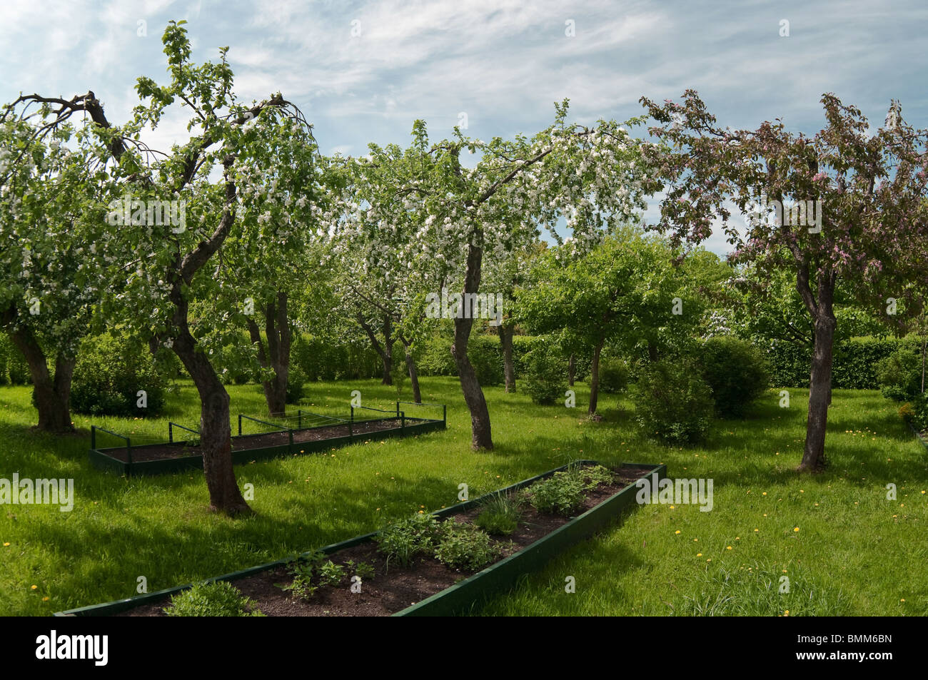 Apple trees back garden hi-res stock photography and images - Alamy