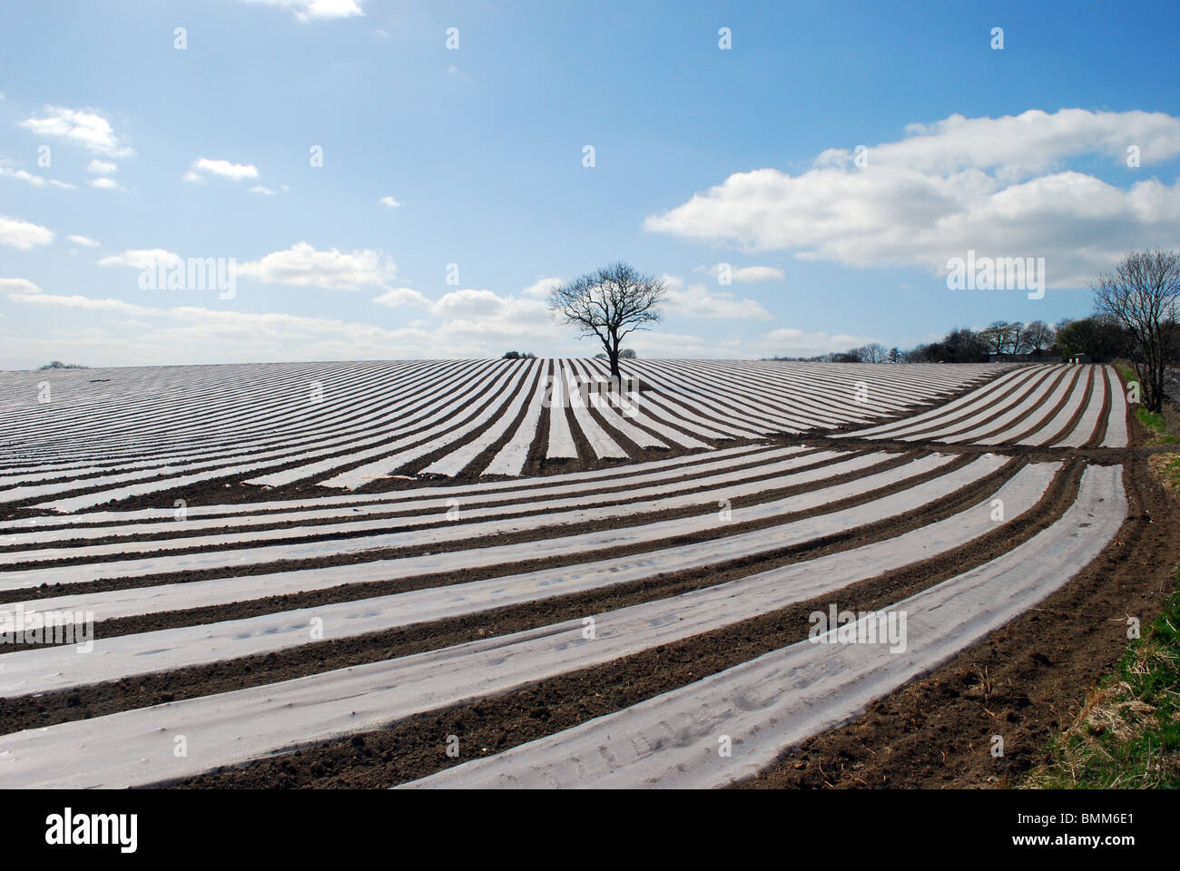 Agricultural image of newly planted crops using polythene covers Stock ...