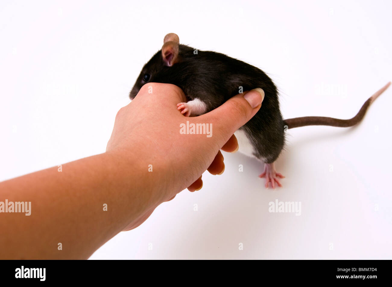 Little rat hi-res stock photography and images - Alamy