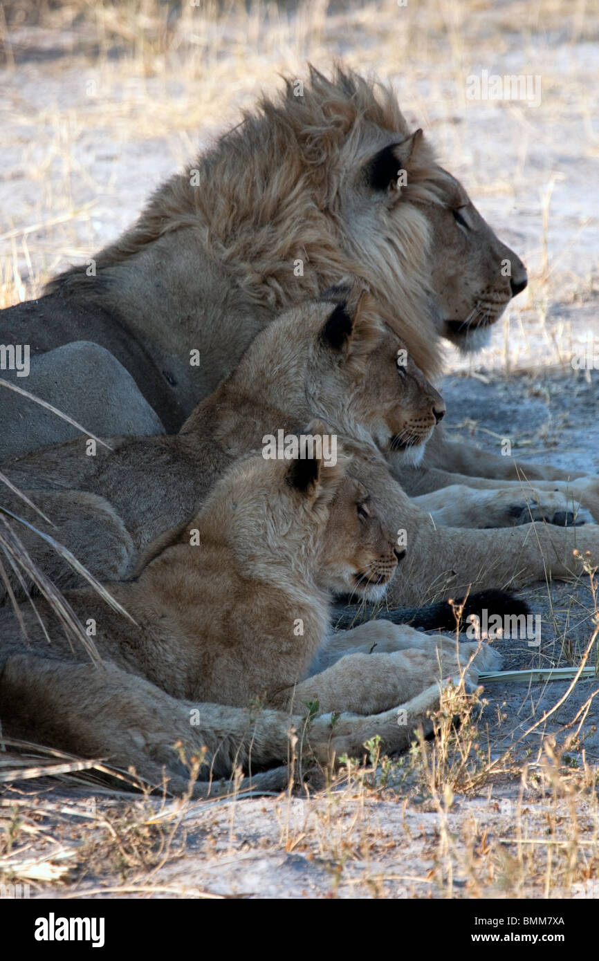 African Lions Male Cubs togetherness Stock Photo - Alamy
