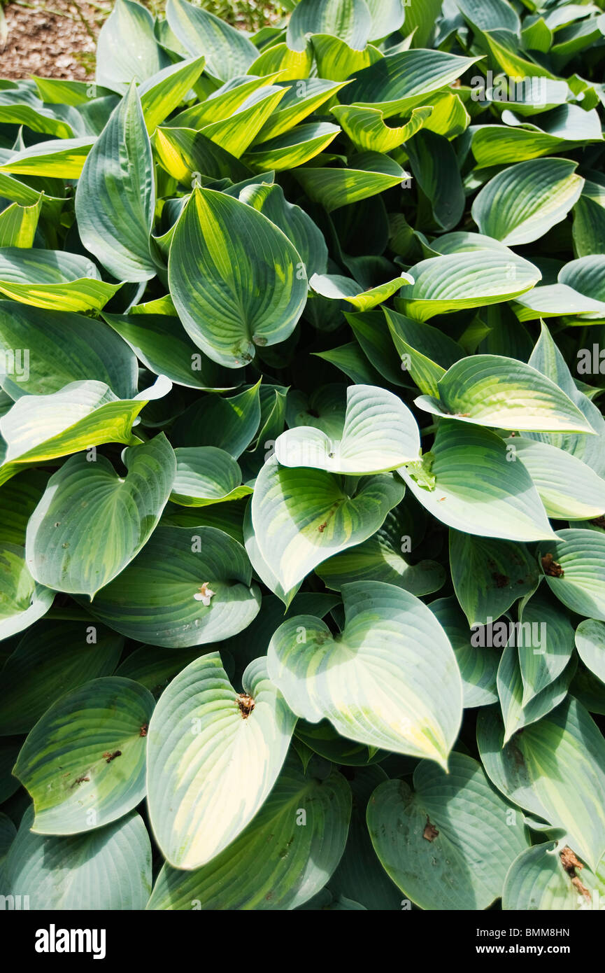 Variegated hostas garden uk hi-res stock photography and images - Alamy