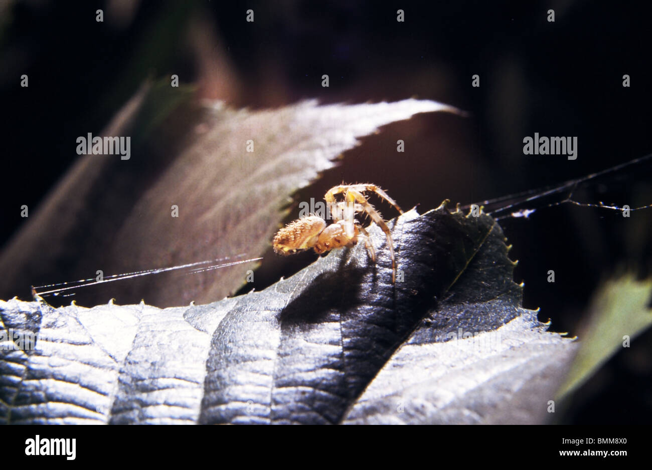 Macro spider, arthropods, carnivorous, eight-legged in its web with ...
