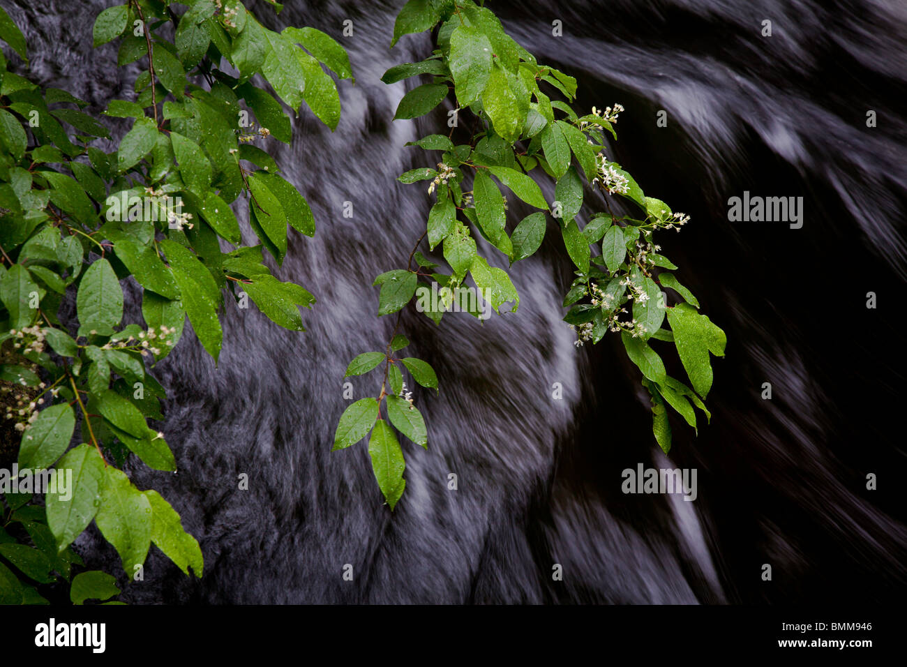 Tree branches hanging over water hi-res stock photography and images ...