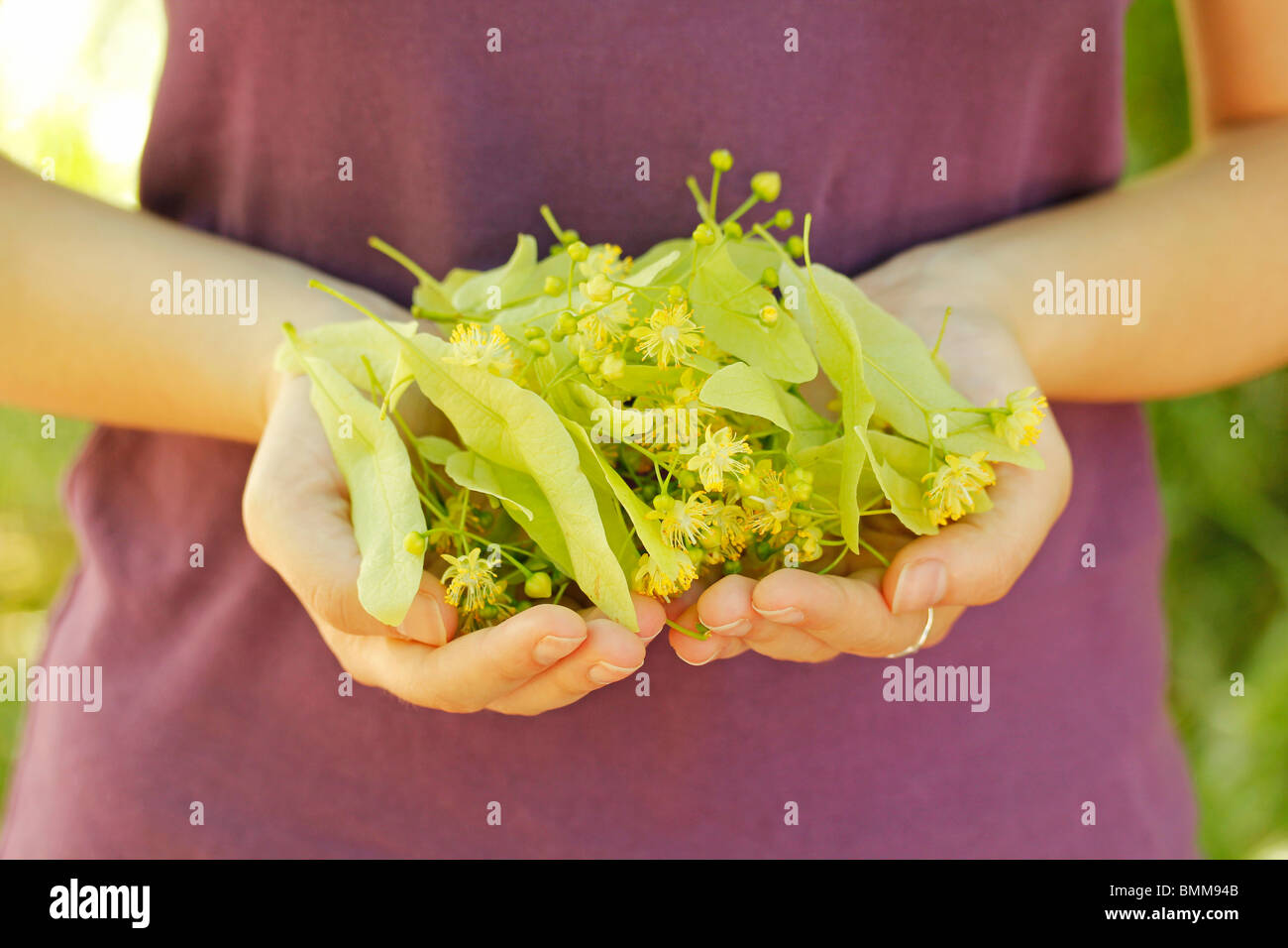 Collecting linden tree leaves Stock Photo - Alamy