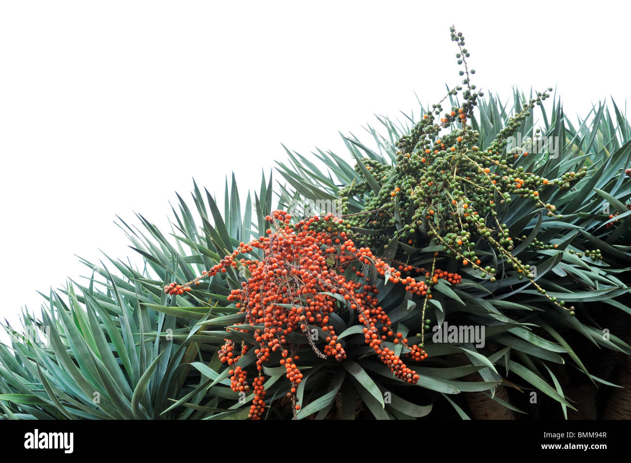 Flora of Madeira - Dragon tree, Dracaena draco Stock Photo - Alamy