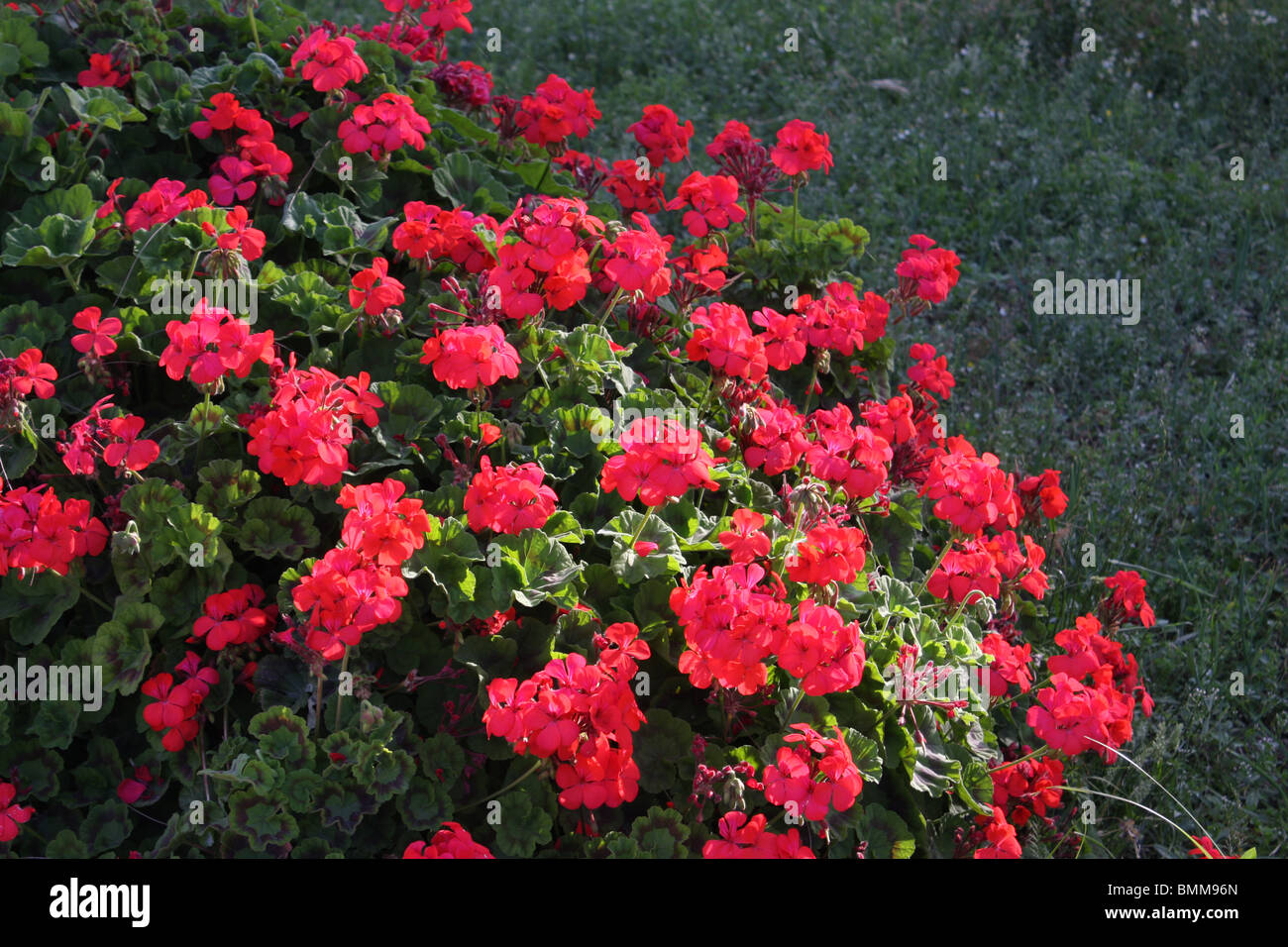 Red flowers in Turkey Stock Photo - Alamy
