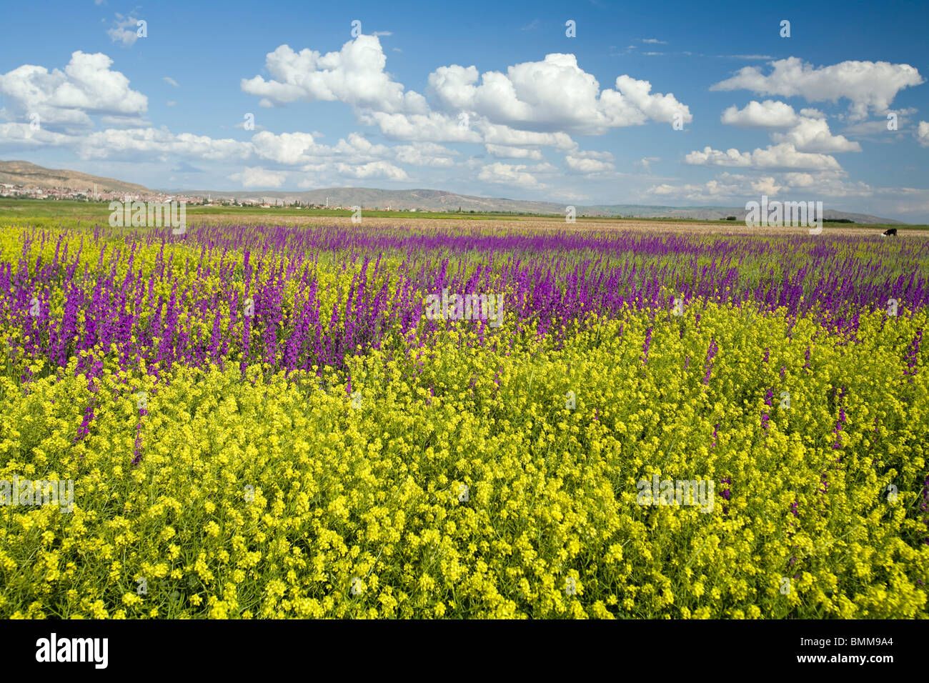 Wild flowers in Tuz Golu (Salt Lake) Central Anatolia Turkey Stock ...