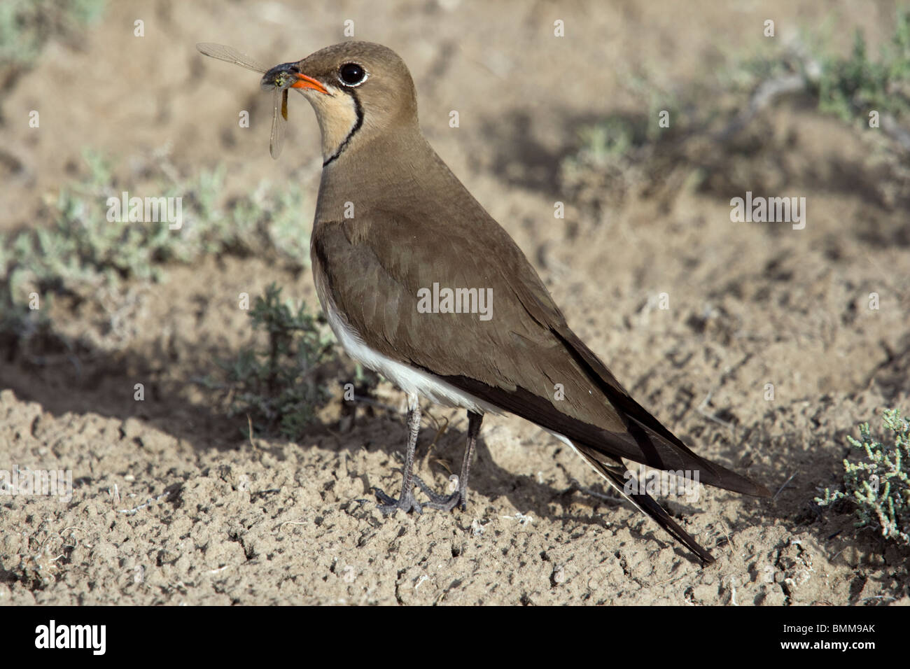 Glareola hi-res stock photography and images - Alamy