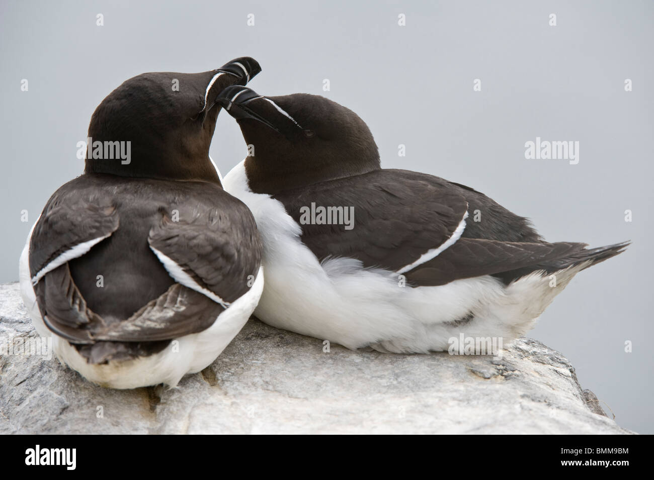 The Razorbill (Alca torda) pair bonding behaviour Farne Islands ...