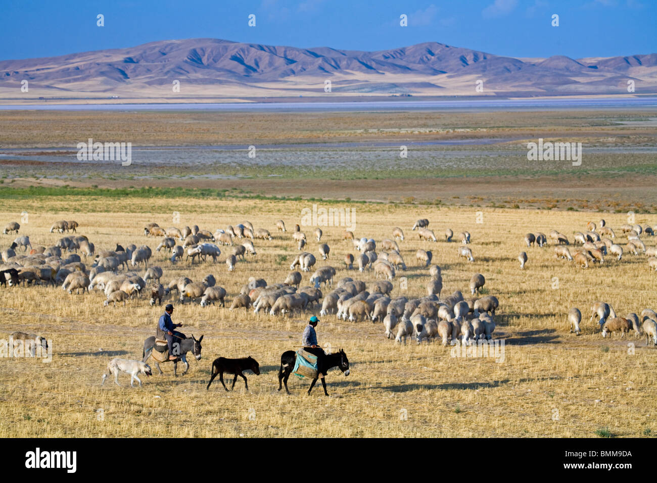Shepherds with their animals near Tuz Golu (Salt Lake) Central Anatolia ...