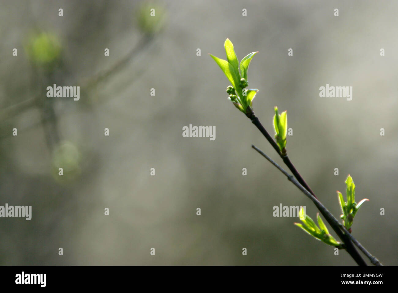 Breaking spring shoot hi-res stock photography and images - Alamy