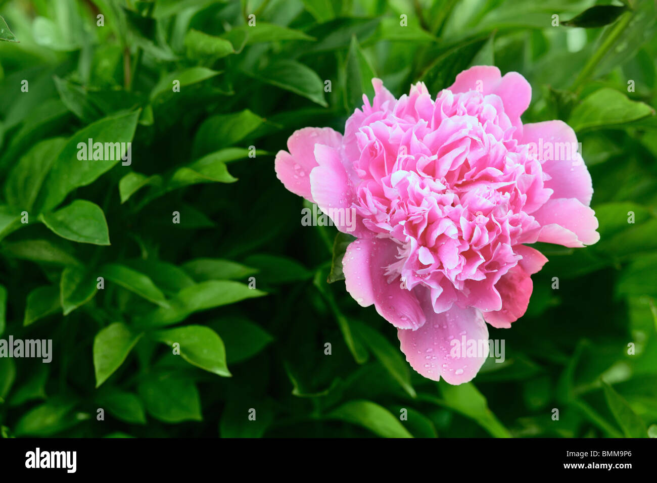 Pink tree peonies hi-res stock photography and images - Alamy
